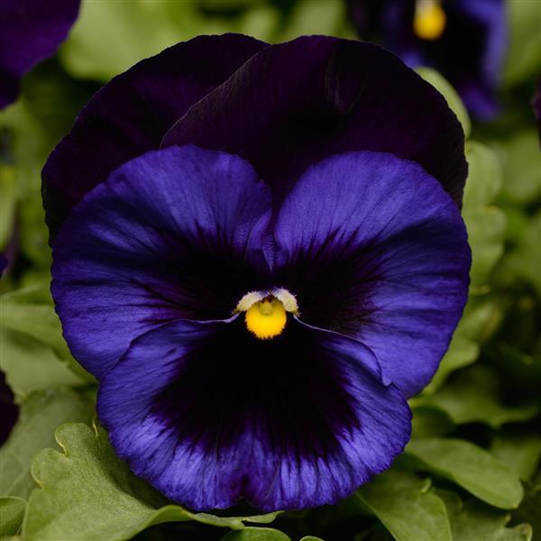 Viola Wittrockiana BLUE DENIM PANSY – Ferri Seeds