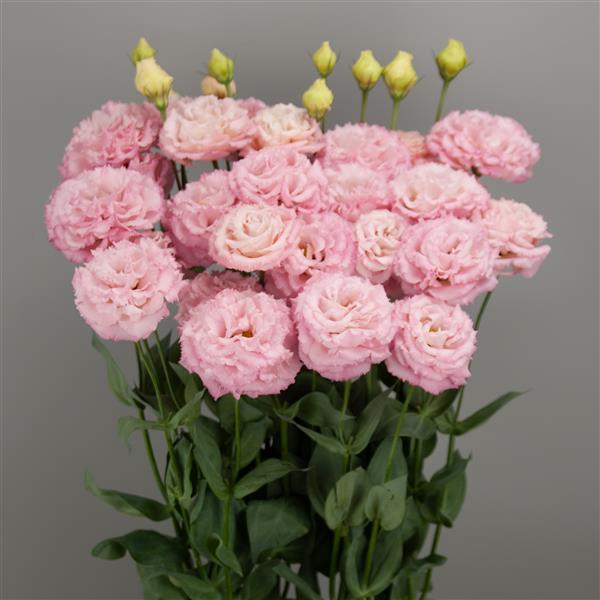 Eustoma grandiflorum LISIANTHUS PINK – Ferri Seeds