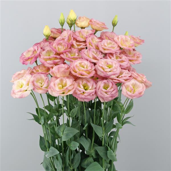Eustoma grandiflorum LISIANTHUS CHAMPAGNE – Ferri Seeds