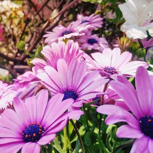 Osteospermum ecklonis AFRICAN DAISY LAVENDER MIX – Ferri Seeds
