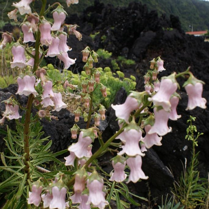Azorina vidalii AZORES BELLFLOWER – Ferri Seeds