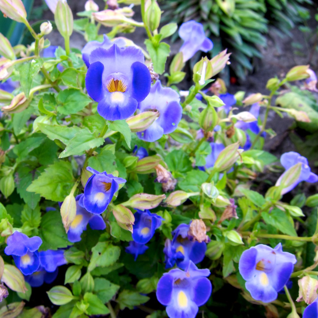 WISHBONE FLOWER Torenia fournieri – Ferri Seeds
