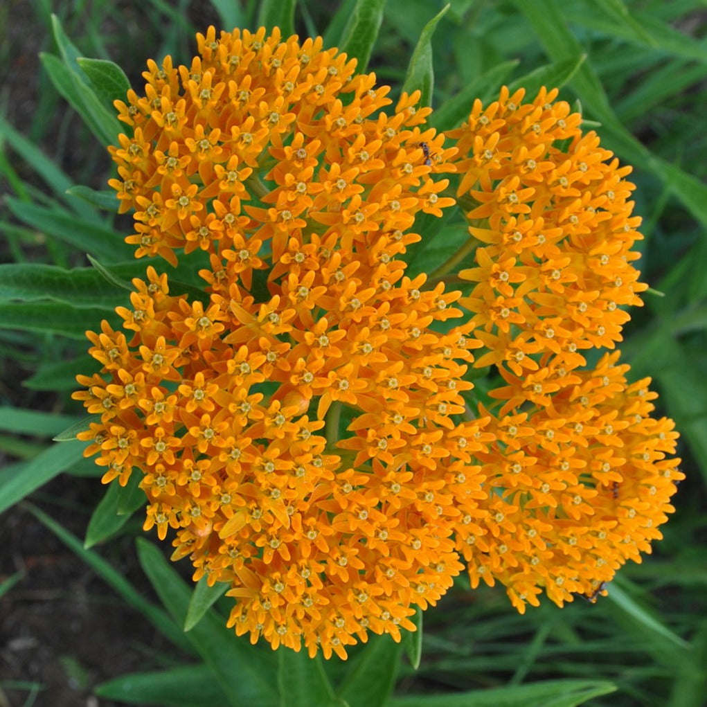 Asclepias tuberosa YELLOW GOLD MILKWEED – Ferri Seeds