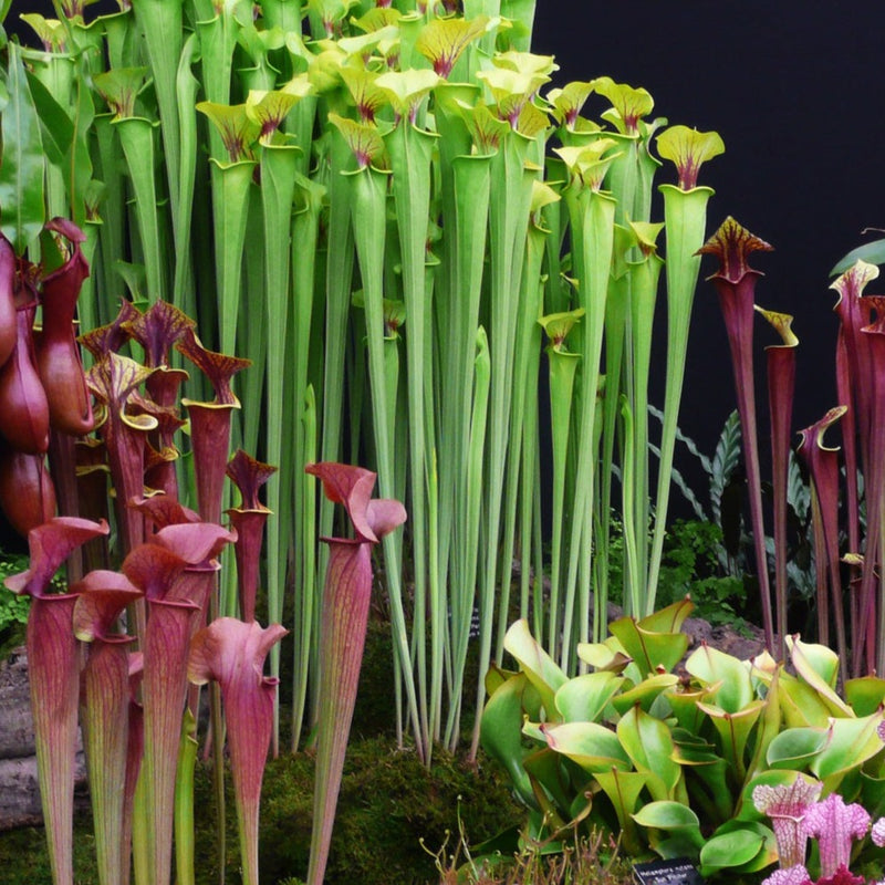 Waterplants – Ferri Seeds