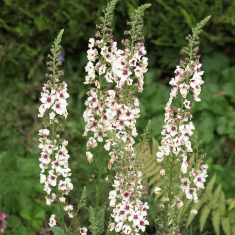 Verbascum blattaria albiflorum TEMPTRESS FLOWER 'WHITE BLUSH', MULLEIN ...