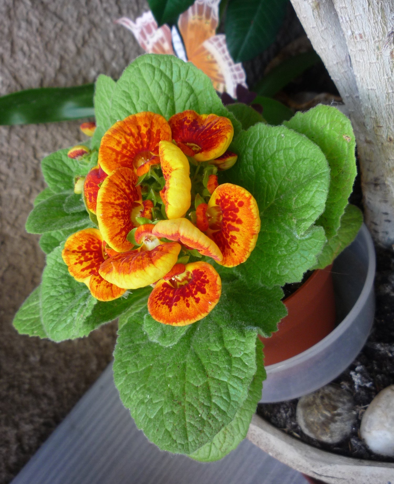 Calceolaria herbeohybrida LADY SLIPPER FLOWER MIX – Ferri Seeds