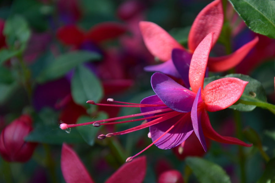 Fuchsia ORNAMENTAL FUCHSIA – Ferri Seeds