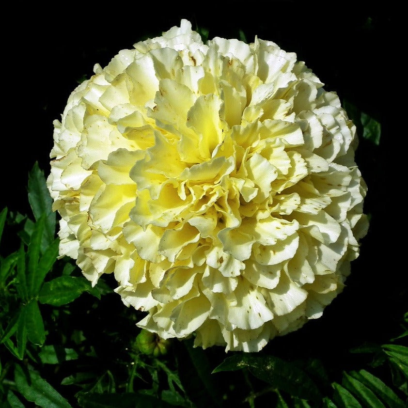 Tagetes patula MARIGOLD 'VANILLA CREAM' – Ferri Seeds