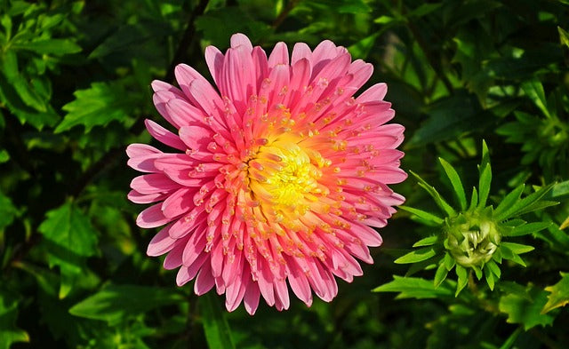 Callistephus chinensis ASTER SUNSET – Ferri Seeds