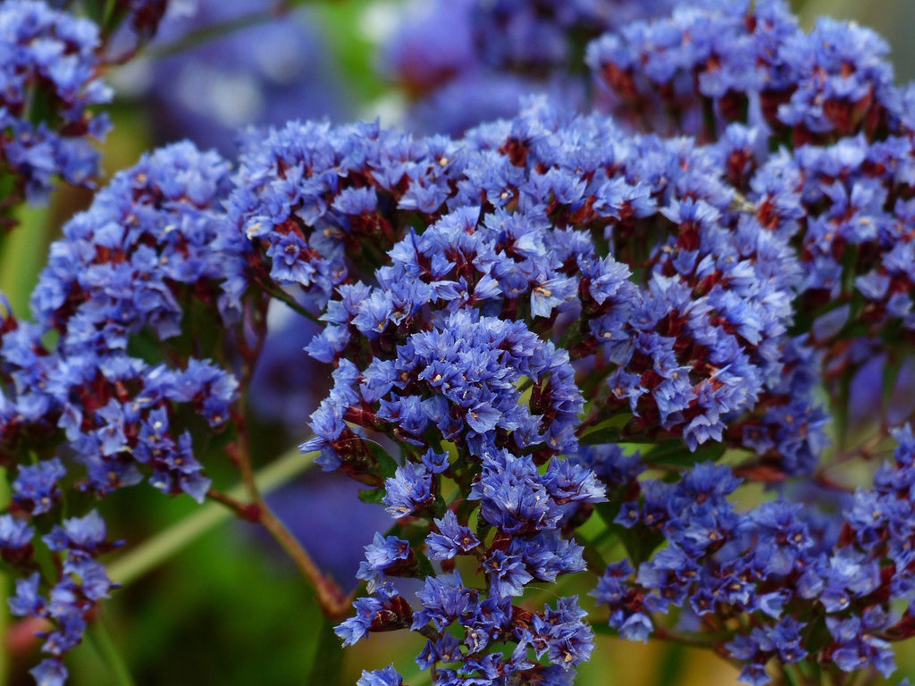 Limonium sinuatum STATICE QIS DARK BLUE – Ferri Seeds