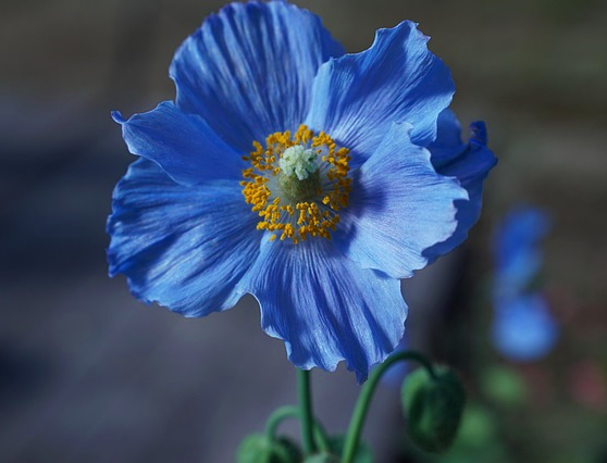 Meconopsis racemosa BLUE POPPY – Ferri Seeds