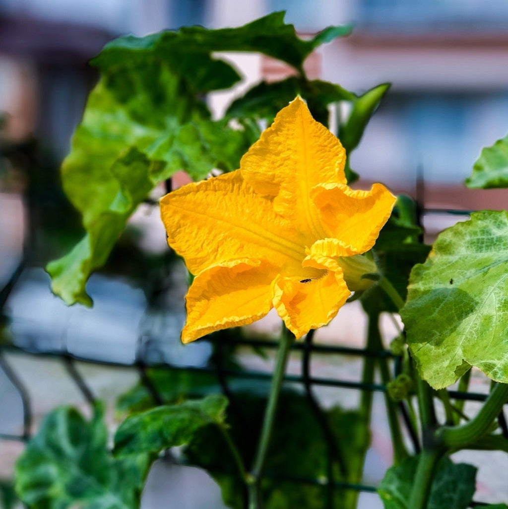 Cucurbita CALABASH KIKINDA COMPETITION PUMPKIN, SQUASH – Ferri Seeds