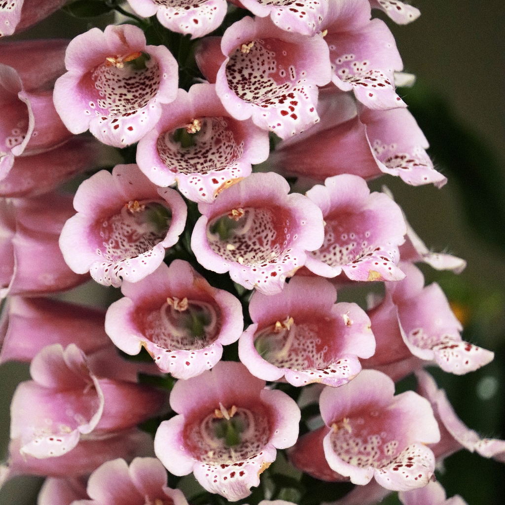 Digitalis purpurea DOTTIE WARM ROSE FOXGLOVE – Ferri Seeds