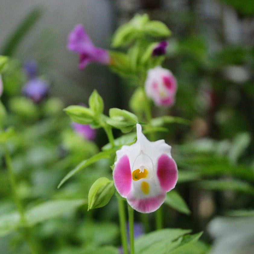 Torenia fournieri WISHBONE FLOWER – Ferri Seeds