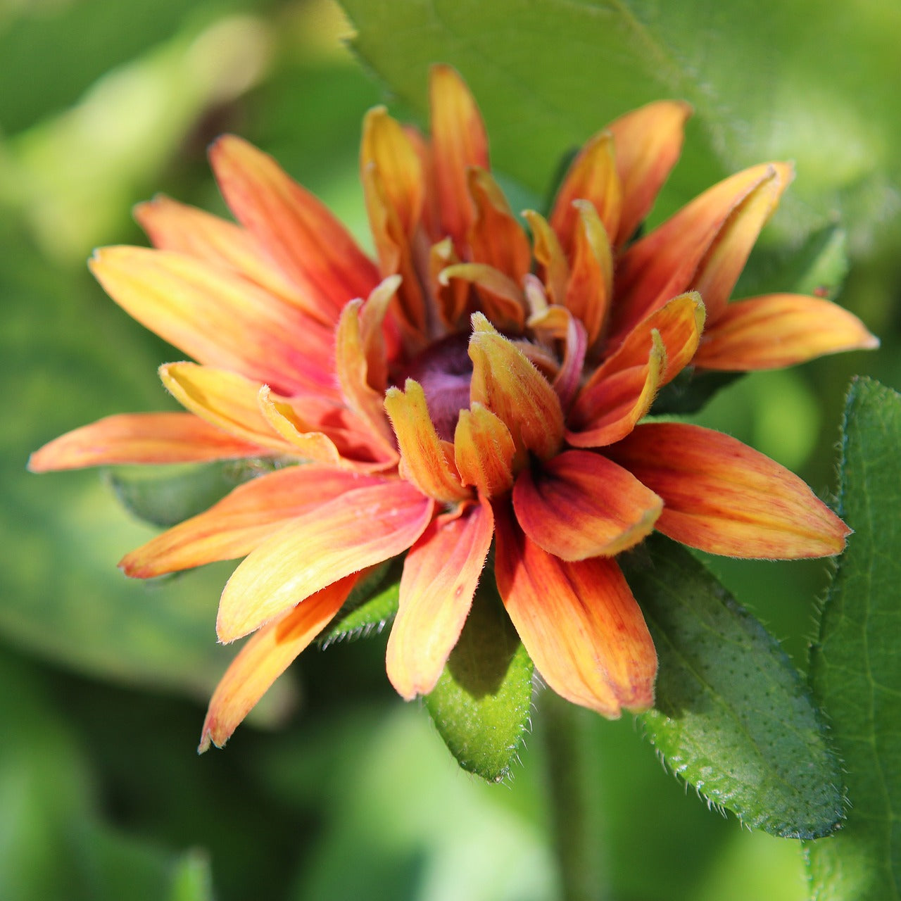 Rudbeckia hirta DOUBLE RUDBECKIA 'SAHARA' – Ferri Seeds