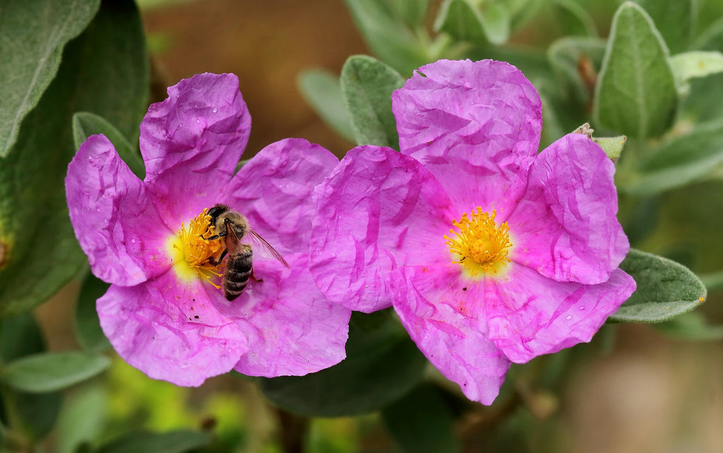 Cistus incanus tauricus TAURIC ROCK ROSE, HOARY ROCK ROSE – Ferri Seeds