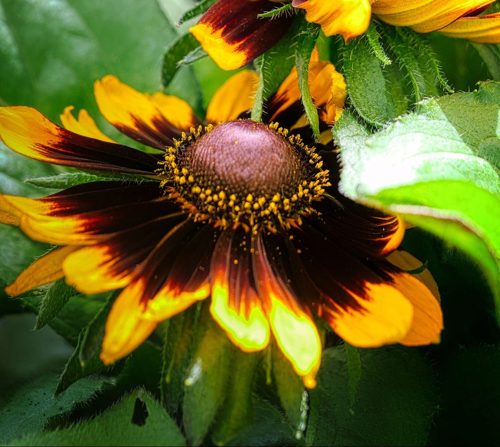 Rudbeckia hirta RUDBECKIA 'DENVER DAISY' CONEFLOWER, BLACK EYED SUSAN ...
