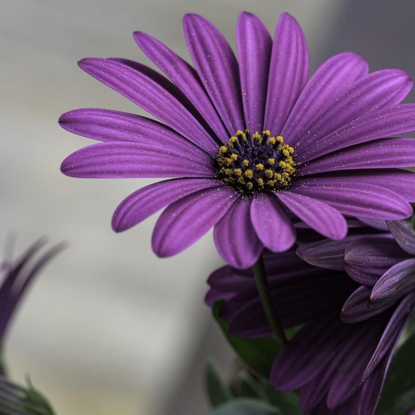 Osteospermum ecklonis AFRICAN DAISY LAVENDER MIX – Ferri Seeds