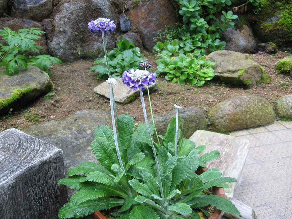 Primula capitata mooreana HIMALAYAN ASIATIC PRIMROSE – Ferri Seeds