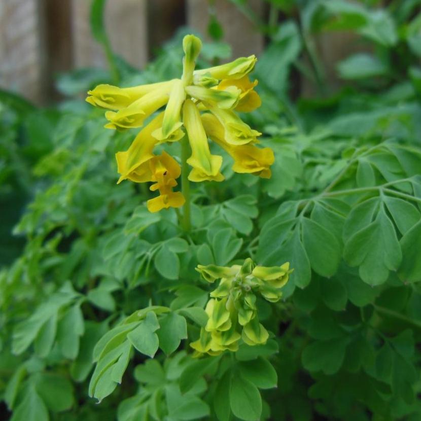 Corydalis heterocarpa GIANT JAPANESE CORYDALIS – Ferri Seeds