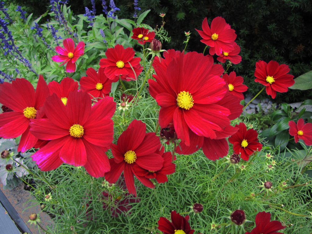 Cosmos bipinnatus RUBENZA RED COSMOS – Ferri Seeds