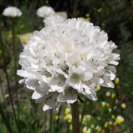 Armeria maritima alba WHITE SEA THRIFT – Ferri Seeds