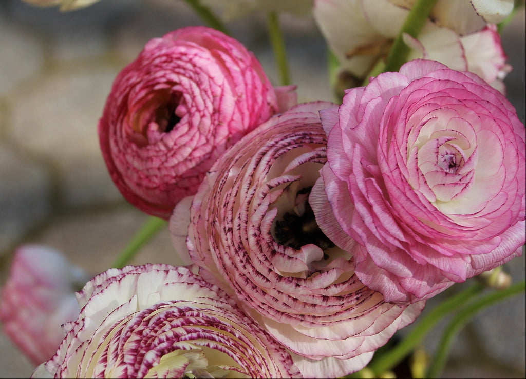 Ranunculus mache TALL RANUNCULUS MIX – Ferri Seeds