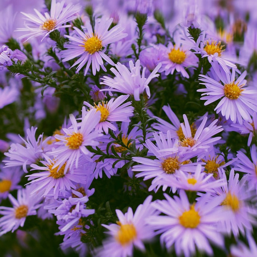 Aster spectabilis SHOWY ASTER – Ferri Seeds