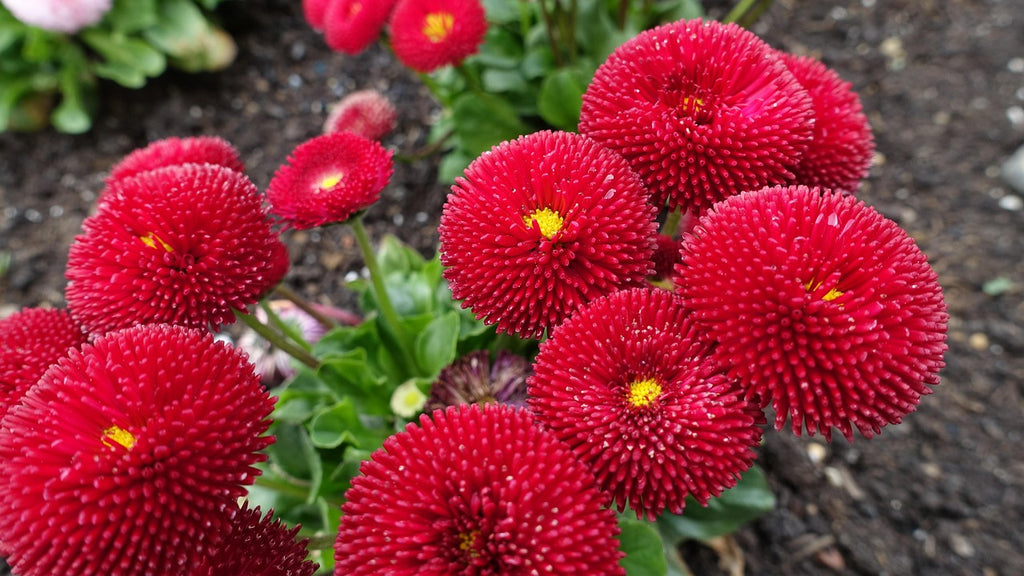Bellis perennis RED ENGLISH DAISY – Ferri Seeds