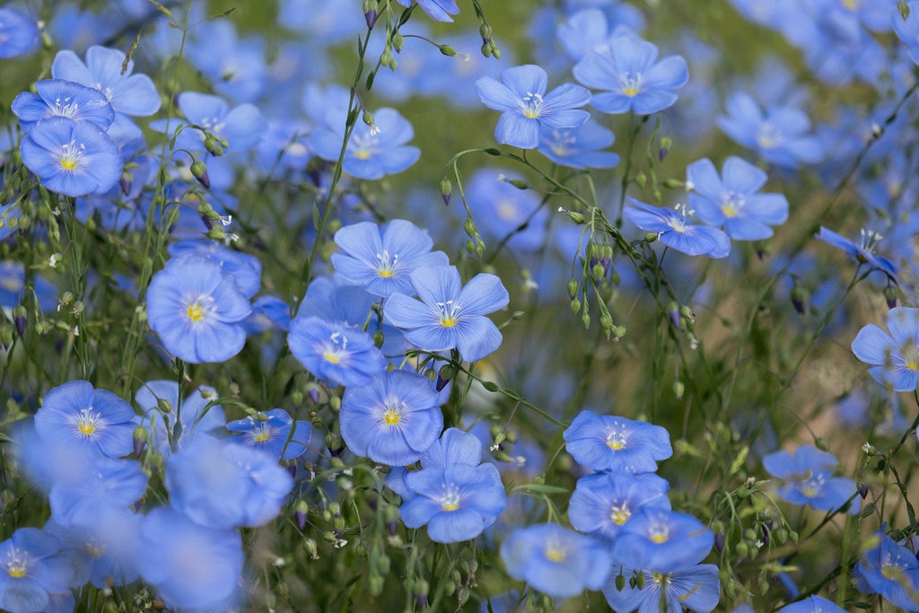 Linum perenne BLUE SAPPHIRE FLAX – Ferri Seeds