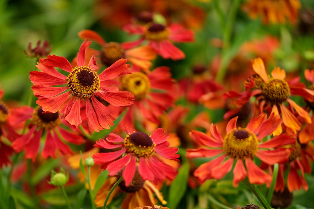 Helenium autumnale SNEEZEWEED MIX Hybrids – Ferri Seeds
