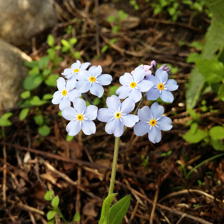 Myosotis sylvatica FORGET ME NOT VICTORIA WHITE – Ferri Seeds