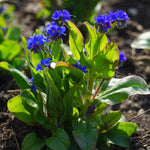 Myosotis sylvatica INDIGO-BLUE FORGET ME NOT VICTORIA – Ferri Seeds