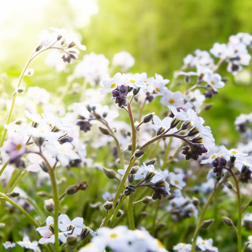Myosotis sylvatica FORGET ME NOT VICTORIA WHITE – Ferri Seeds