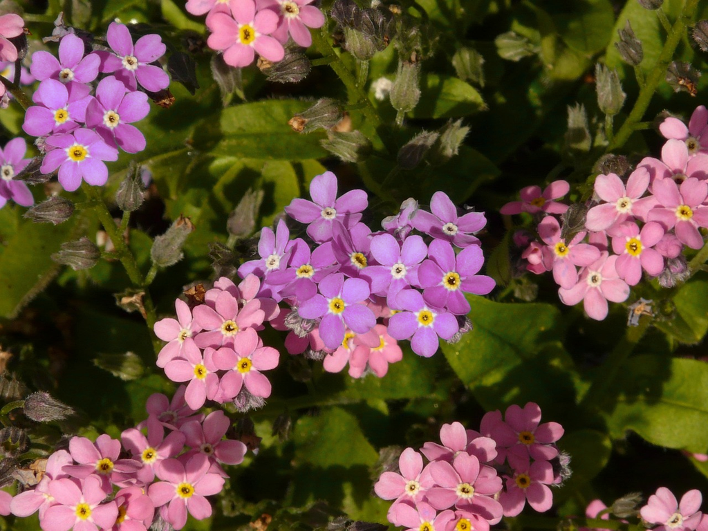 Myosotis alpestris ALPINE FORGET ME NOT MIX – Ferri Seeds