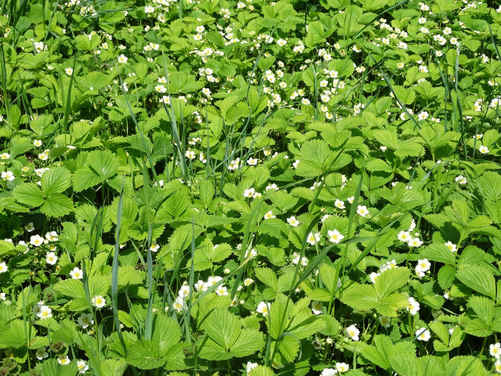 Fragaria vesca WILD WOODLAND STRAWBERRY RED – Ferri Seeds