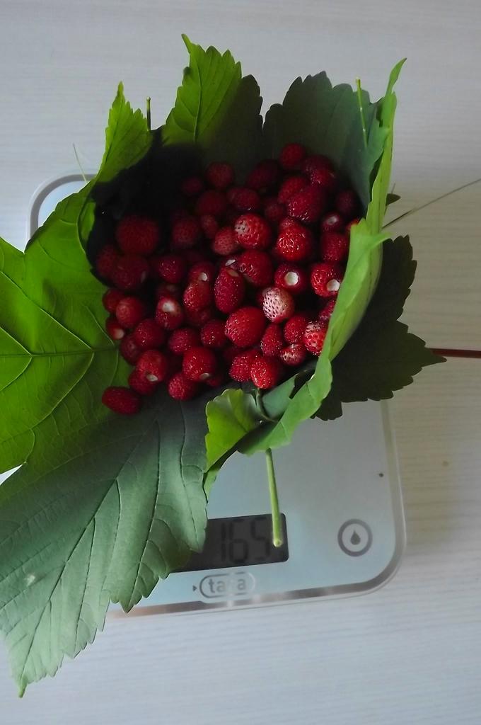 Fragaria vesca ALPINE STRAWBERRY RED – Ferri Seeds