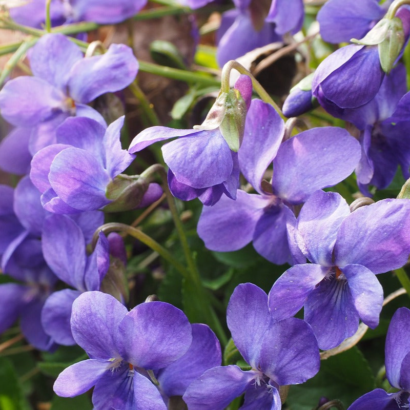 Viola pedatifida PRAIRIE VIOLET – Ferri Seeds