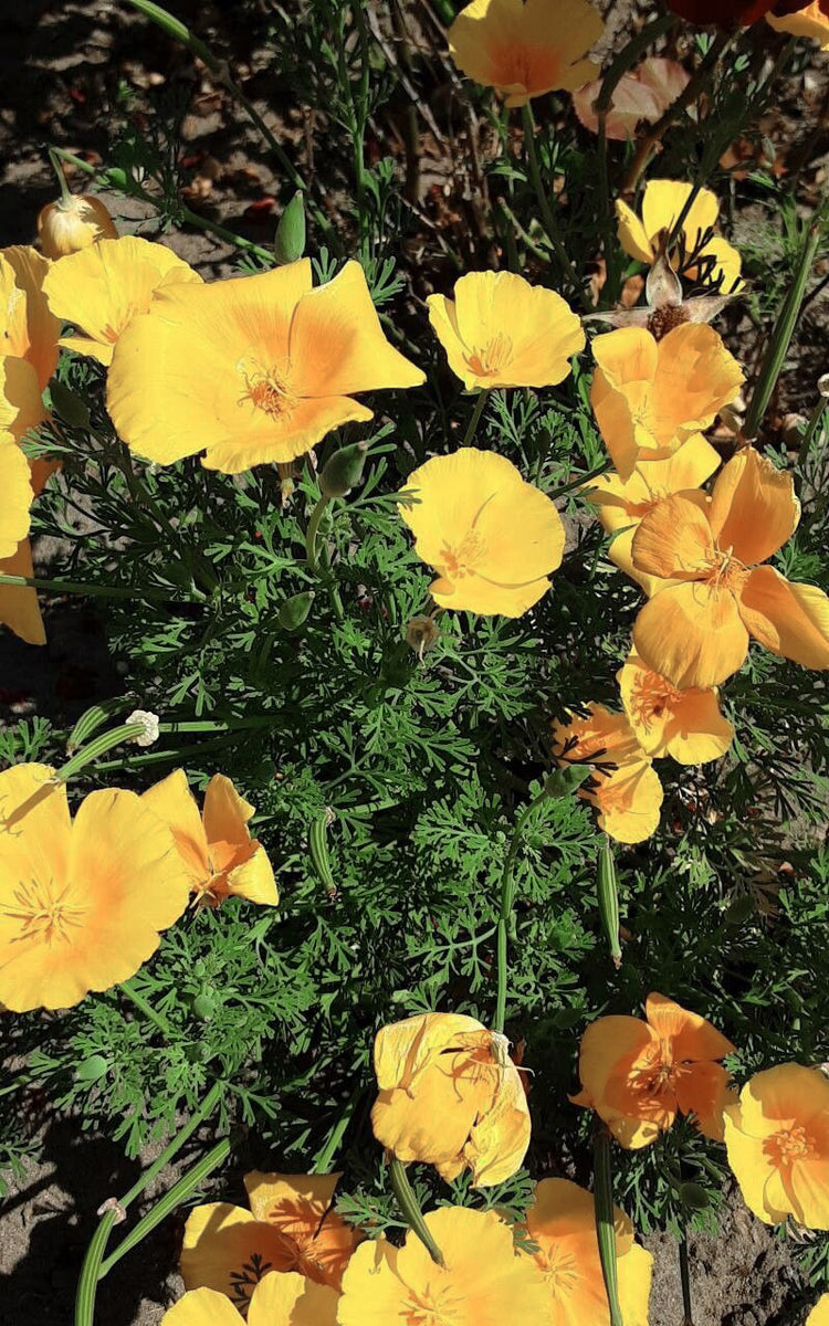 POPPY CALIFORNIA TUFTED YELLOW SUNDEW Eschscholzia caespitosa – Ferri Seeds