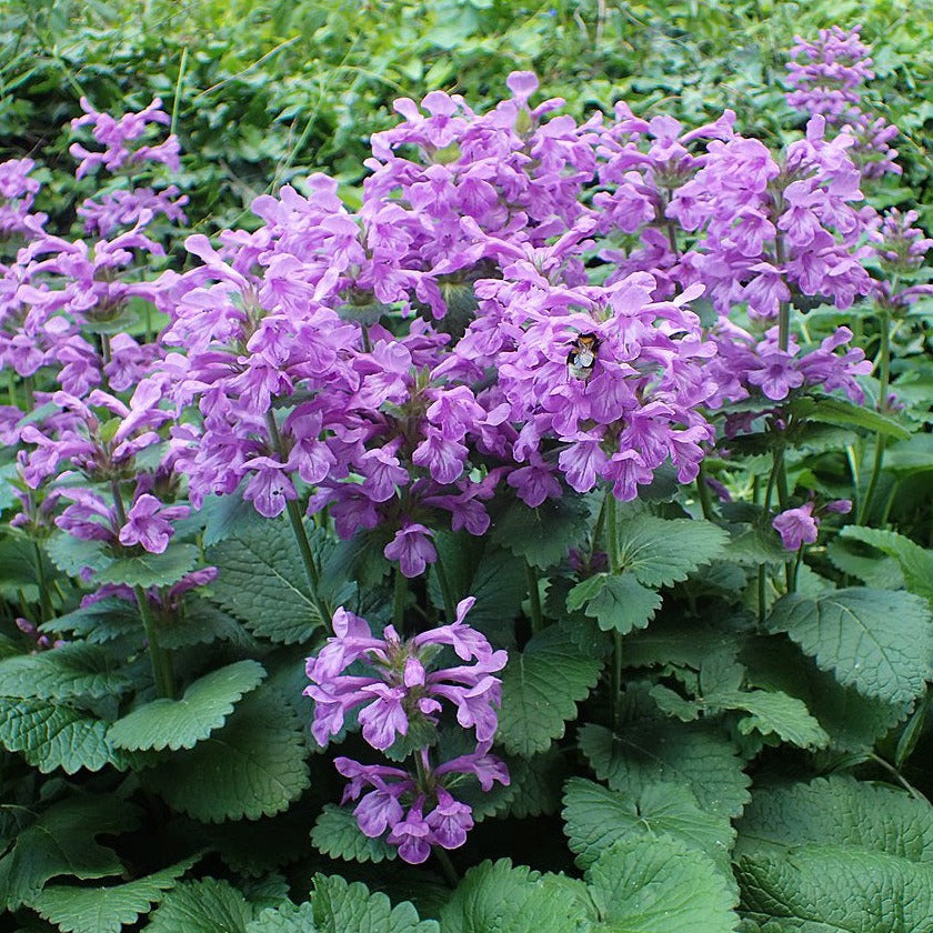 BIG BETONY Betonica Stachys macrantha – Ferri Seeds
