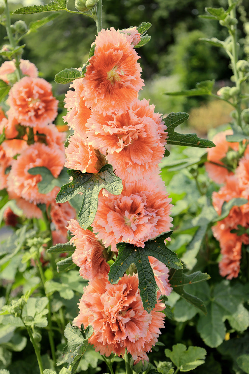 APRICOT CELEBRITY HOLLYHOCK Alcea rosea – Ferri Seeds