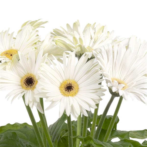 Gerbera jamsonii WHITE GERBERA DAISY – Ferri Seeds