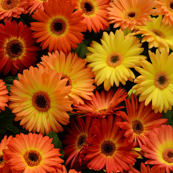 Gerbera jamsonii GERBERA DAISY SELECT BICOLOR MIX – Ferri Seeds