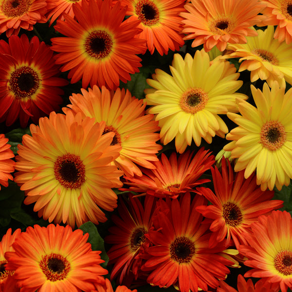 Gerbera jamsonii GERBERA DAISY SELECT BICOLOR MIX – Ferri Seeds