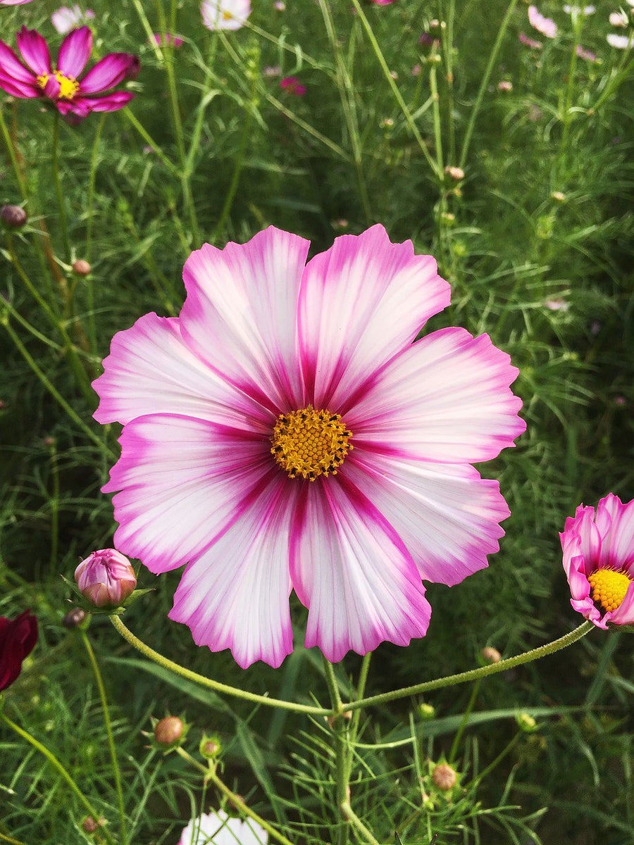 COSMOS CAPRIOLA Bipinnatus – Ferri Seeds