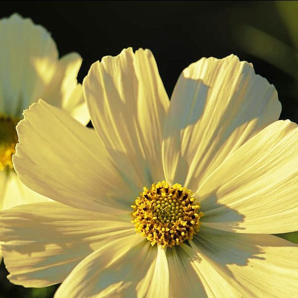 COSMOS XANTHOS Cream Yellow Bipinnatus – Ferri Seeds