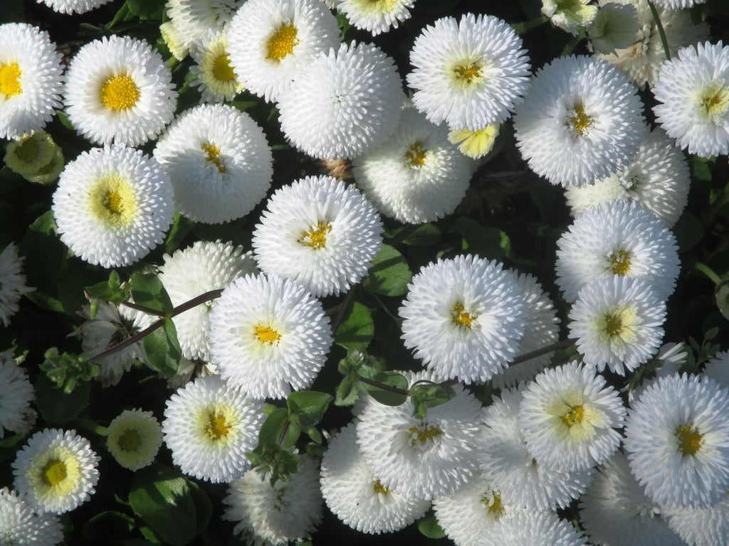 Bellis perennis WHITE ENGLISH DAISY POMPOM – Ferri Seeds