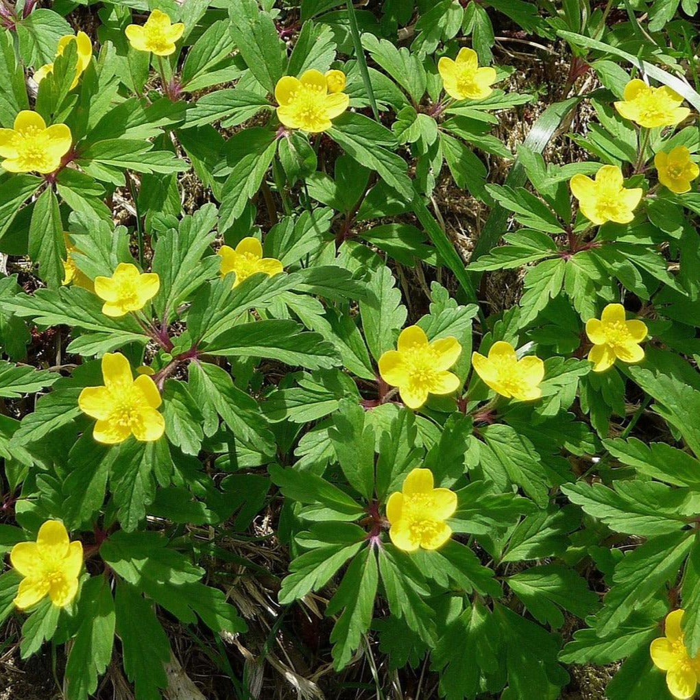 Anemone ranunculoides YELLOW ANEMONE – Ferri Seeds