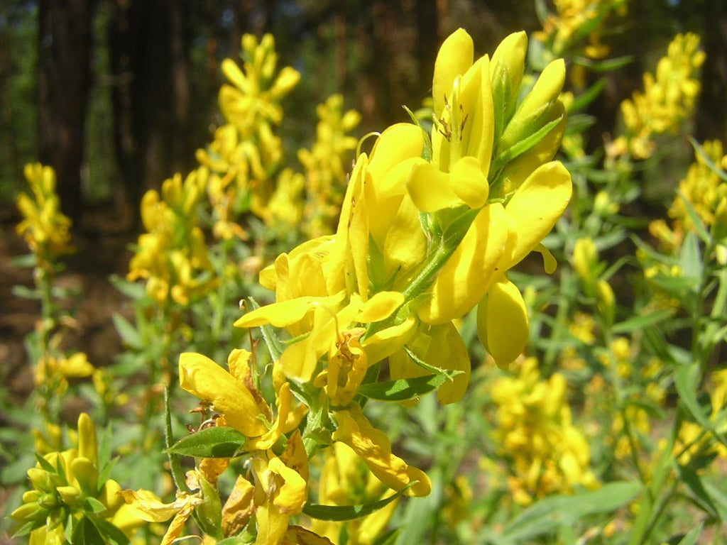 Genista tinctoria DYER'S BROOM – Ferri Seeds