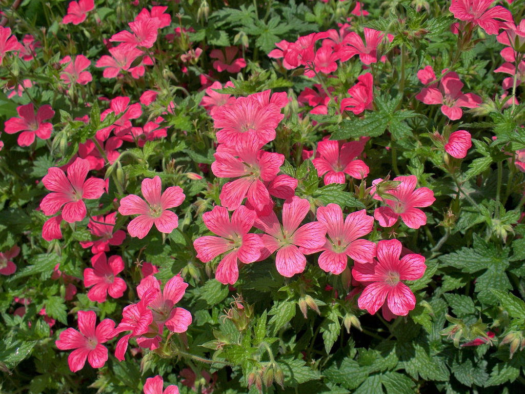 Geranium rubescens GERANIUM Perennial – Ferri Seeds